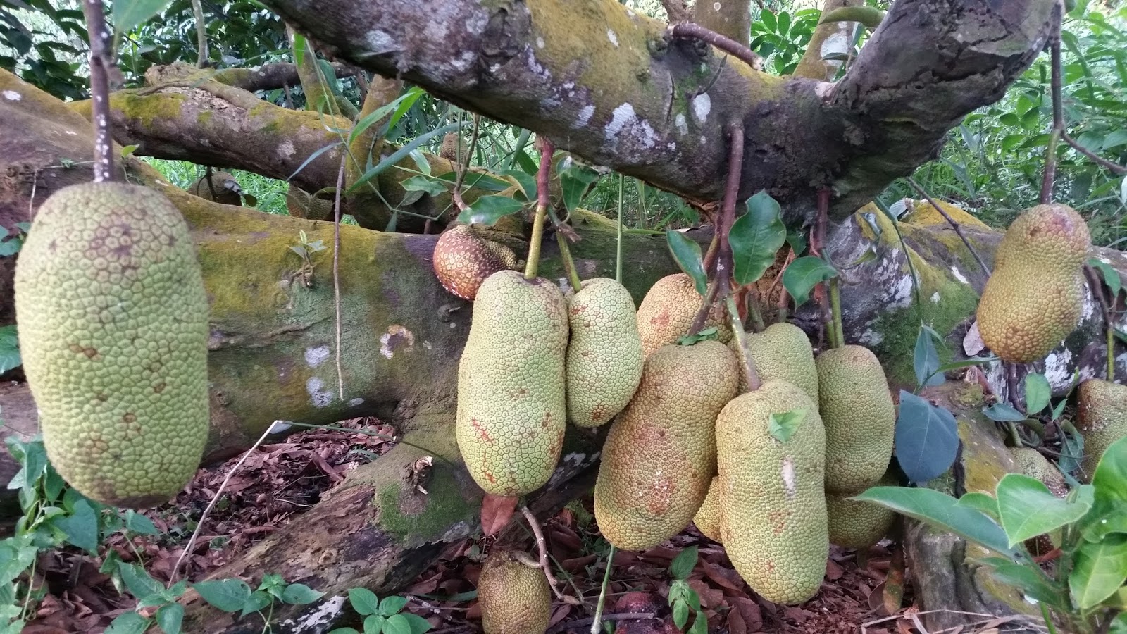 Warisan Petani: Tanaman Cempedak.