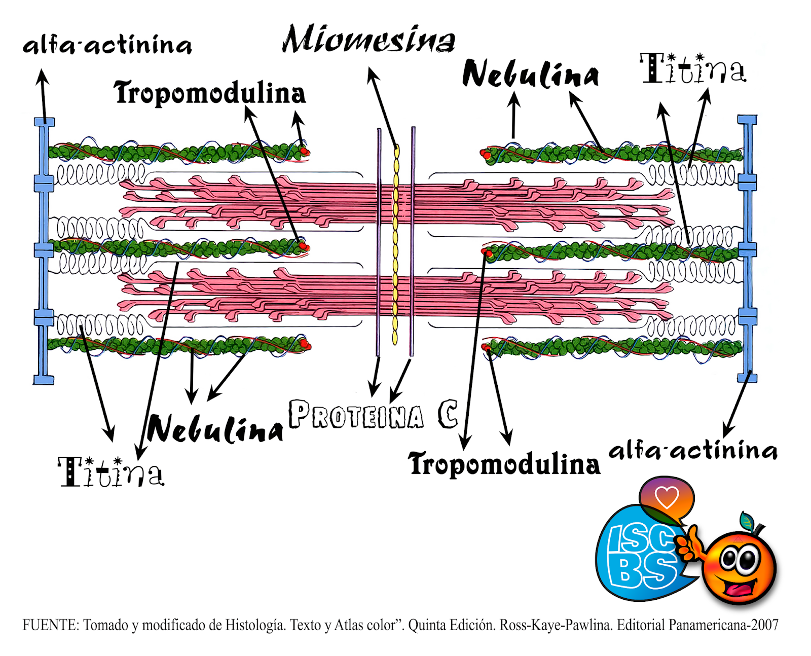 FISIOLOGÍA DEL MÚSCULO ESTRIADO