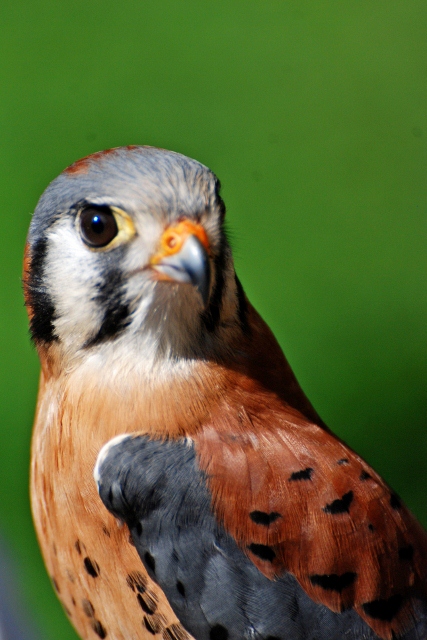 Drew Meyers Photography: Birds