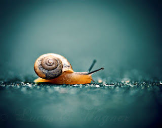 Lío y enredo: EL ELOGIO DE LA LENTITUD - de Carl Honoré