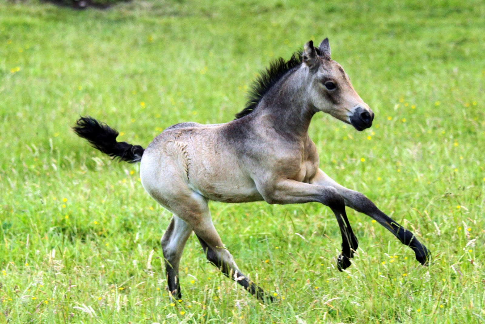 Talisman Farm : Foal photos ... just coz :)