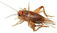 GRILO (Acheta domesticus)