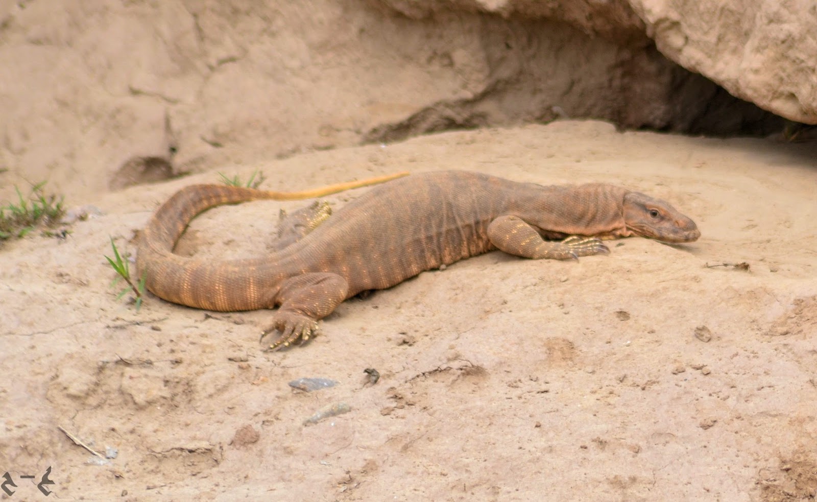 Desert monitor- صحرائی گوہ | Wildlife of Pakistan