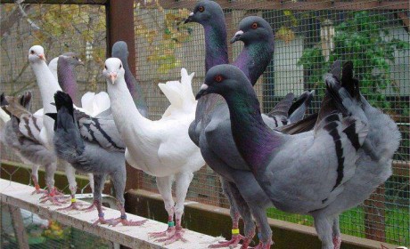 Maltese pigeons - Pigeons fall