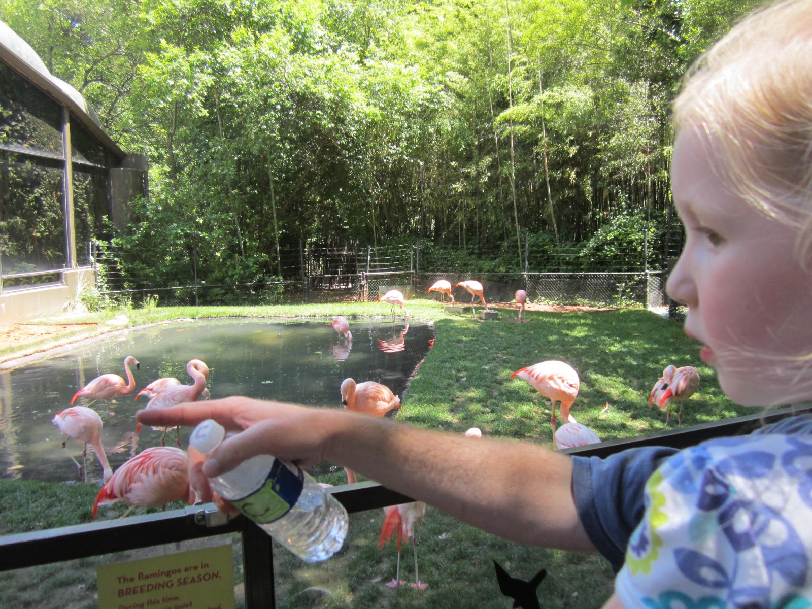 The Cox Family Tree is Growing!: The Zoo!