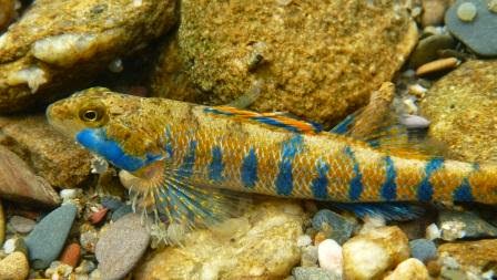 Tennessee Garden and Home: Southern Appalachia, Biodiversity Hotspot