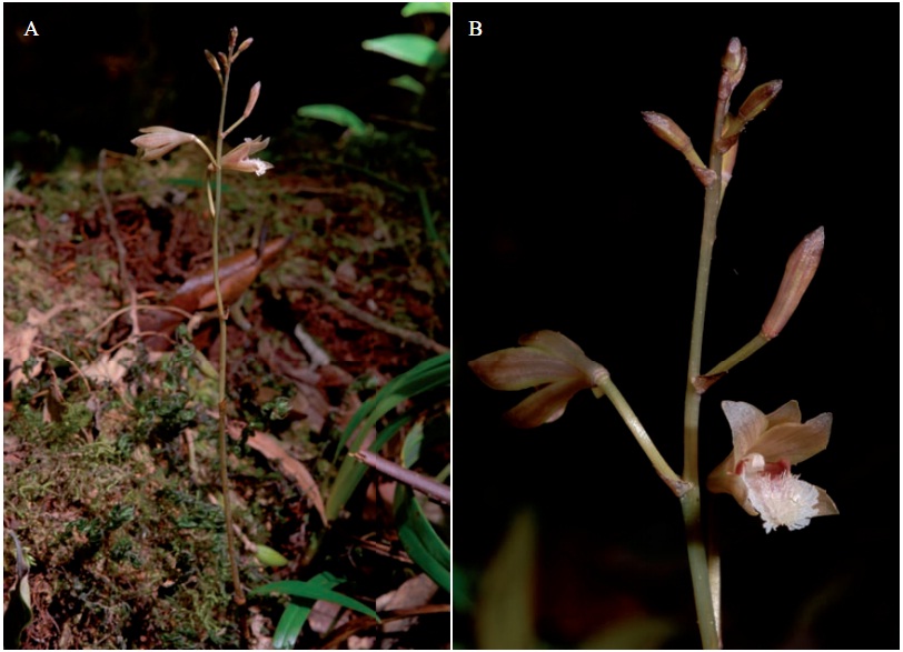 Species New to Science: [Botany • 2010] Lecanorchis javanica & L ...