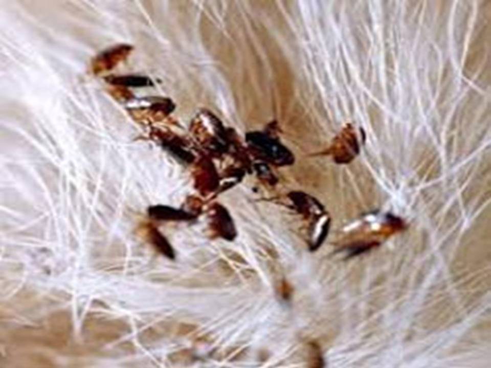 TIPS MENGENDALIKAN KUTU DI RUMAH ANDA | JUAL OBAT KUTU ANJING DAN KUCING