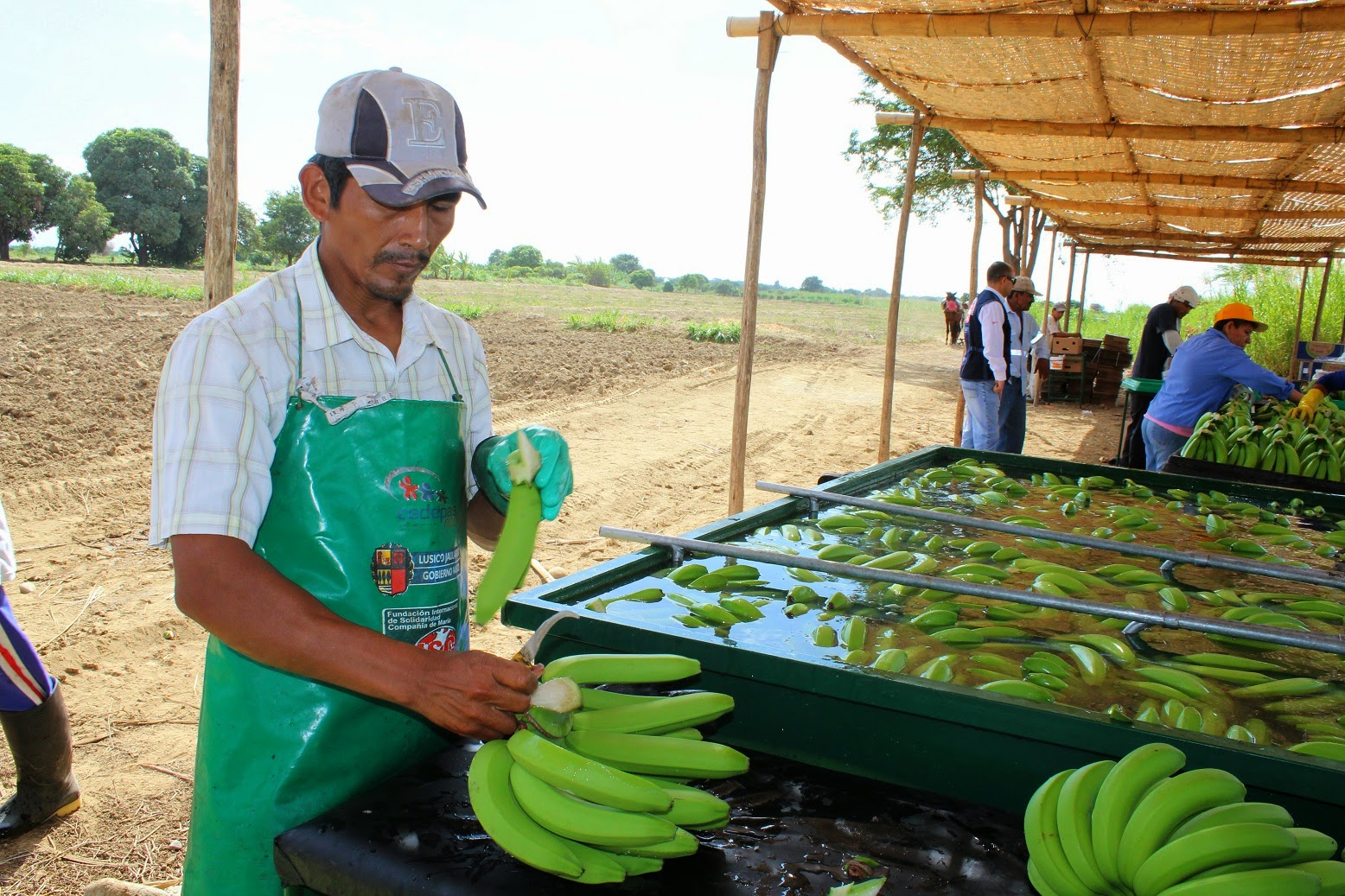Directo y sin Rodeos: CONTINÚA EL IMPULSO A LA PRODUCCIÓN DE BANANO ...