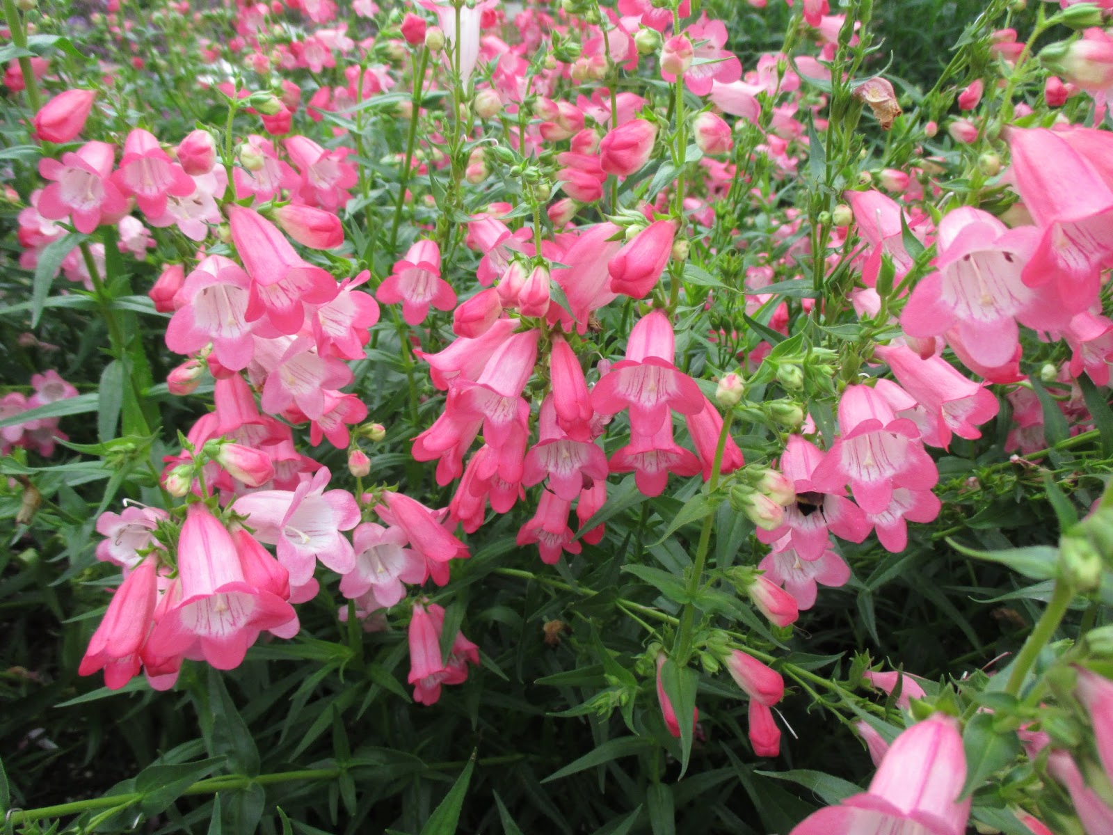 Rotary Botanical Gardens - Hort Blog: Penstemon for Hummingbirds!