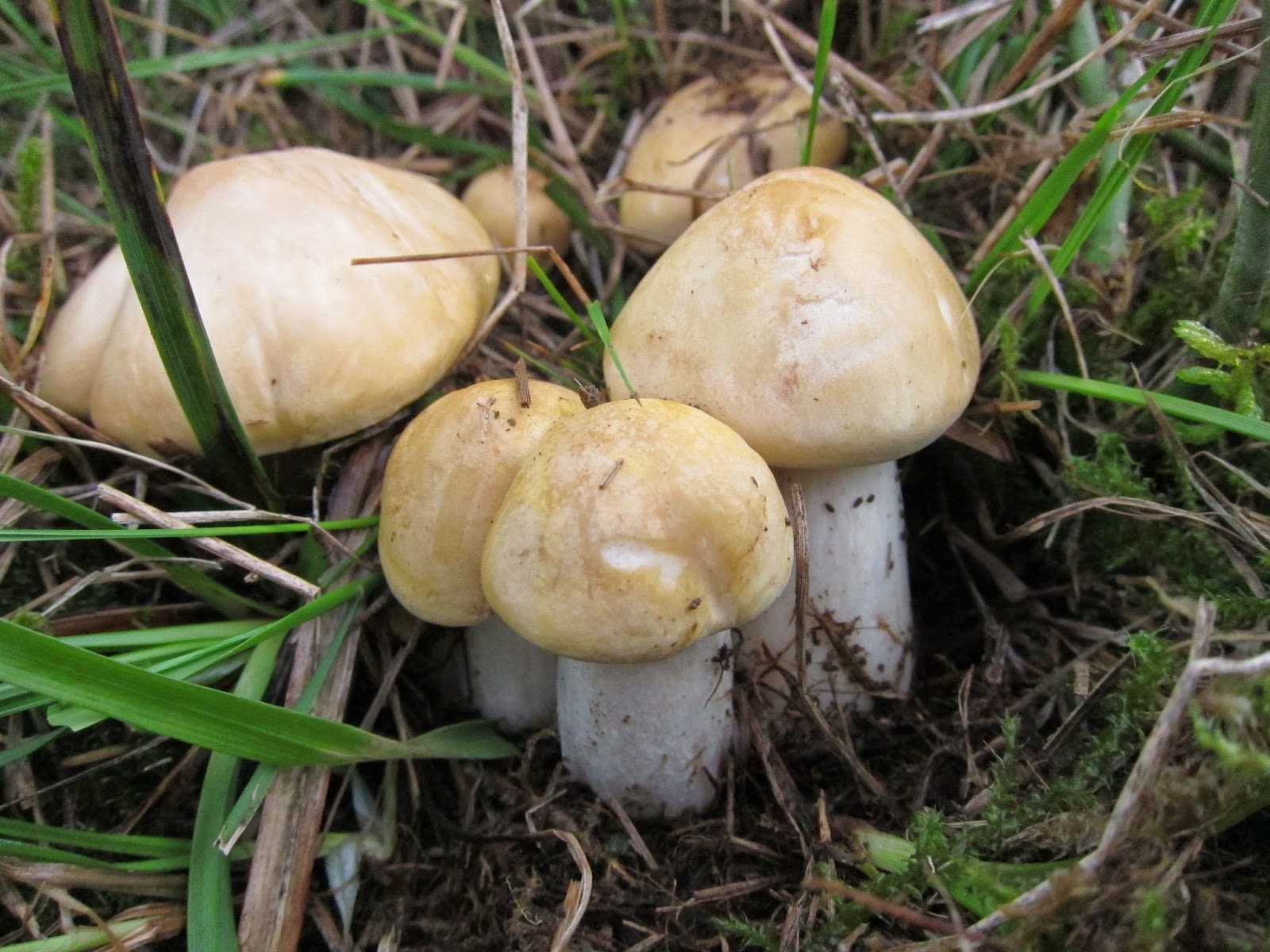 Cencov blog: Gobe-Prusnice