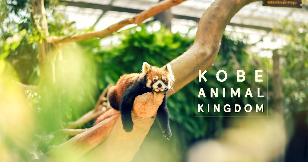 JAPANKURU: Things to do in Kobe 🐹 Top Japanese Zoo That Let's You ...