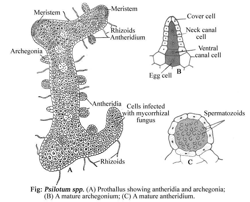 PSILOTUM - CLASSIFICATION, STRUCTURE OF SPOROPHYTE, REPRODUCTION ...