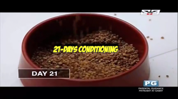 21-DAYS CONDITIONING PROGRAM (Doc Nilo Magtibay) - World Of Gamefowl