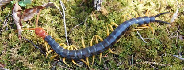 MObugs: Giant Red-Headed Centipede