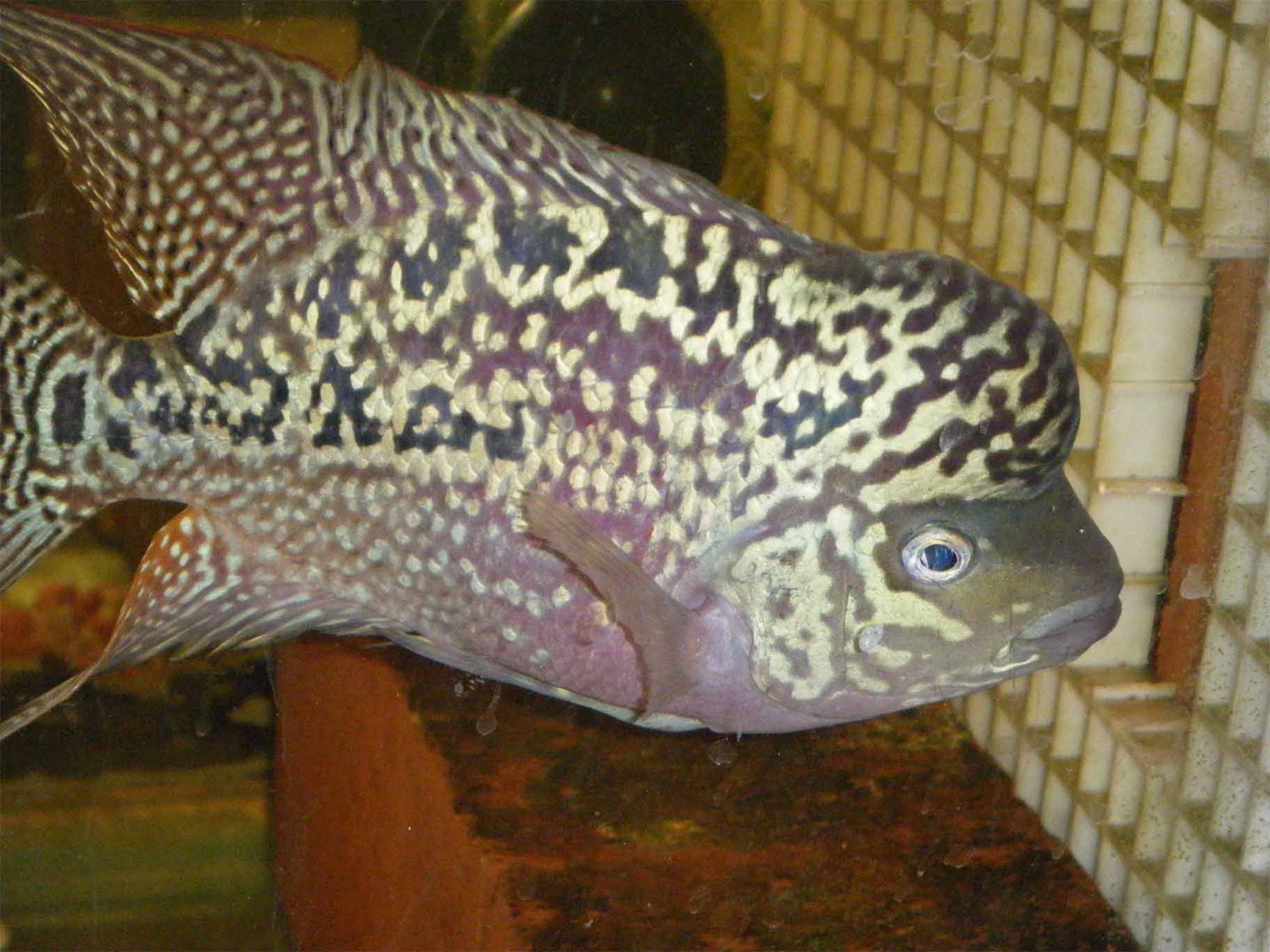 Flowerhorn The Hybrid Cichlids: King Kamfa Flowerhorn