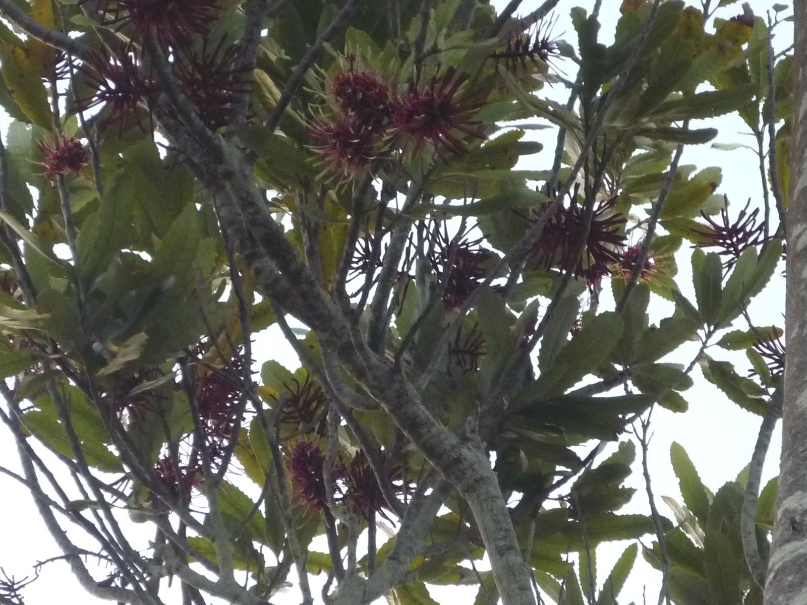 Te Āo Māori: Rewarewa