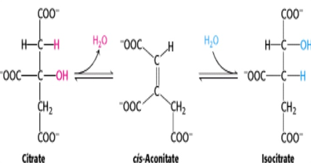 Fan of biology: Citric acid cycle