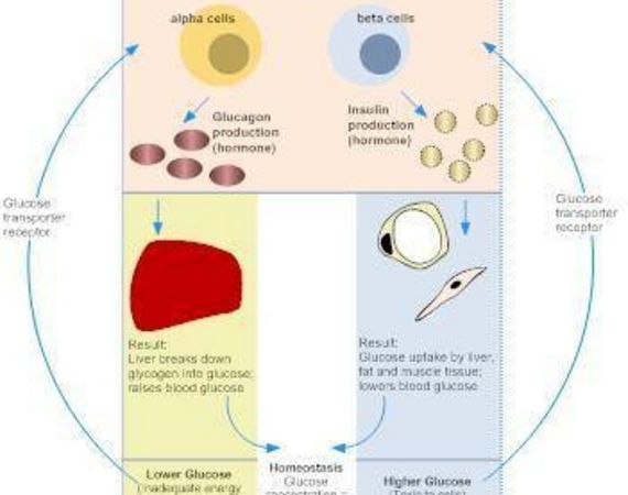 Décrire la régulation homéostatique de la glycémie ~ les niveaux de ...