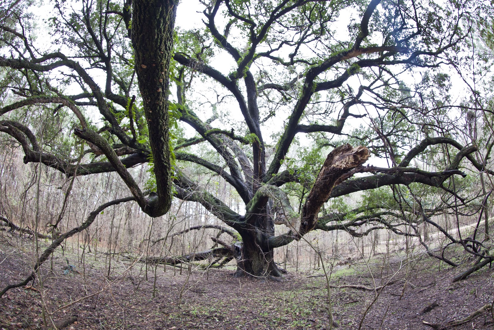 Marty Kittrell: Windsor Ruin's Majestic Oaks