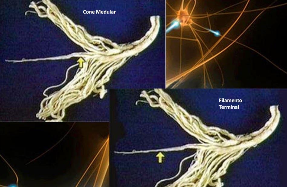 PROFESSOR RODRIGO MONTEZANO: Neuroanatomia - Medula espinhal