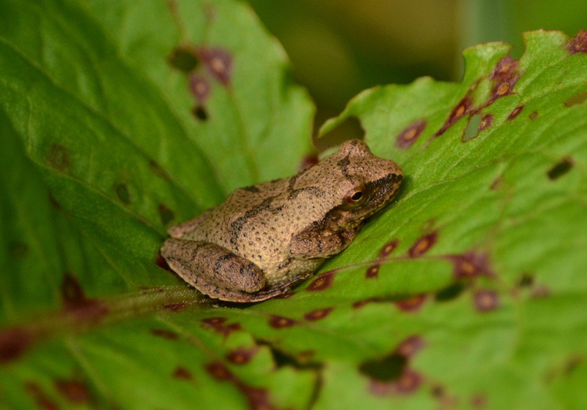 Woods Walks and Wildlife: 2017