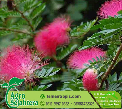 Jenis Pohon Kaliandra