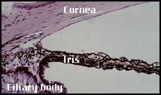 ErinBiol3500: My Favourite Tissue: The Eye