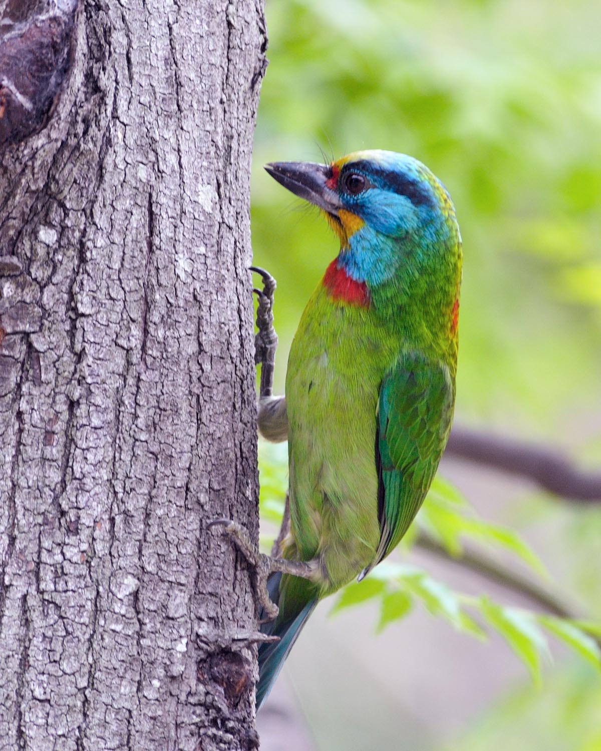 The Amazing Birds: Taiwan Barbet (五色鳥), Magalaima nuchalis