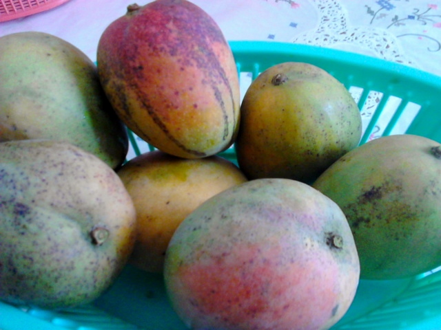 Mangifera Inidica-The Mango Wango! - Sunny Mountain Thoughts....