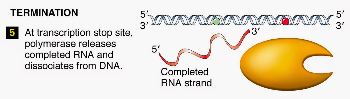 Propanona: Etapas de la transcripción del ADN.