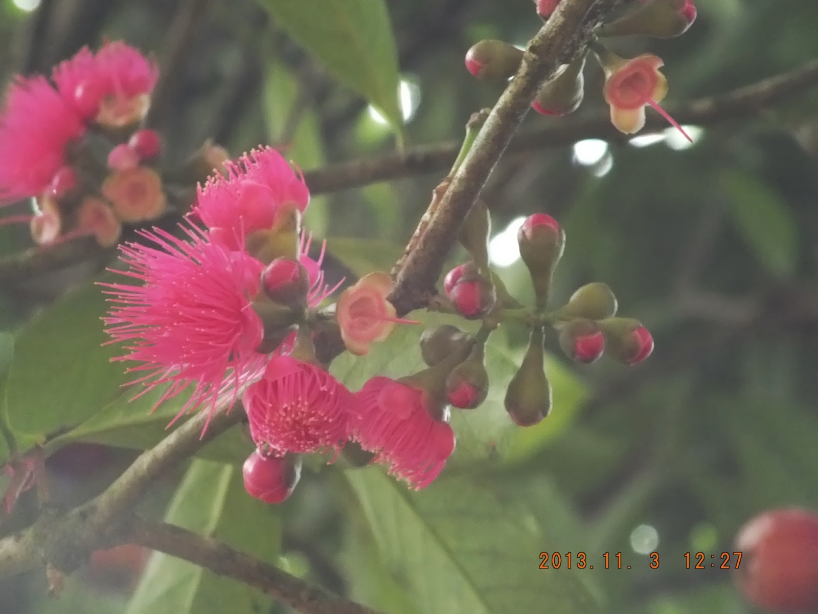 Photography with Dr. Ernie.: Macopa [syzgium malacenssis] tree in Boro ...