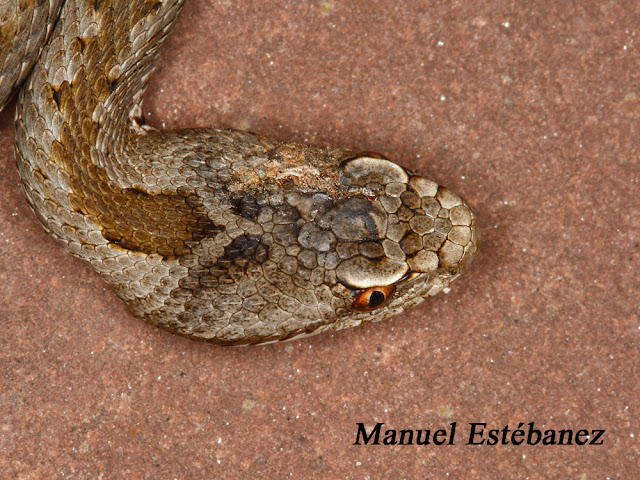 Miradas Cantábricas: Víbora de Seoane (Vipera seoanei)