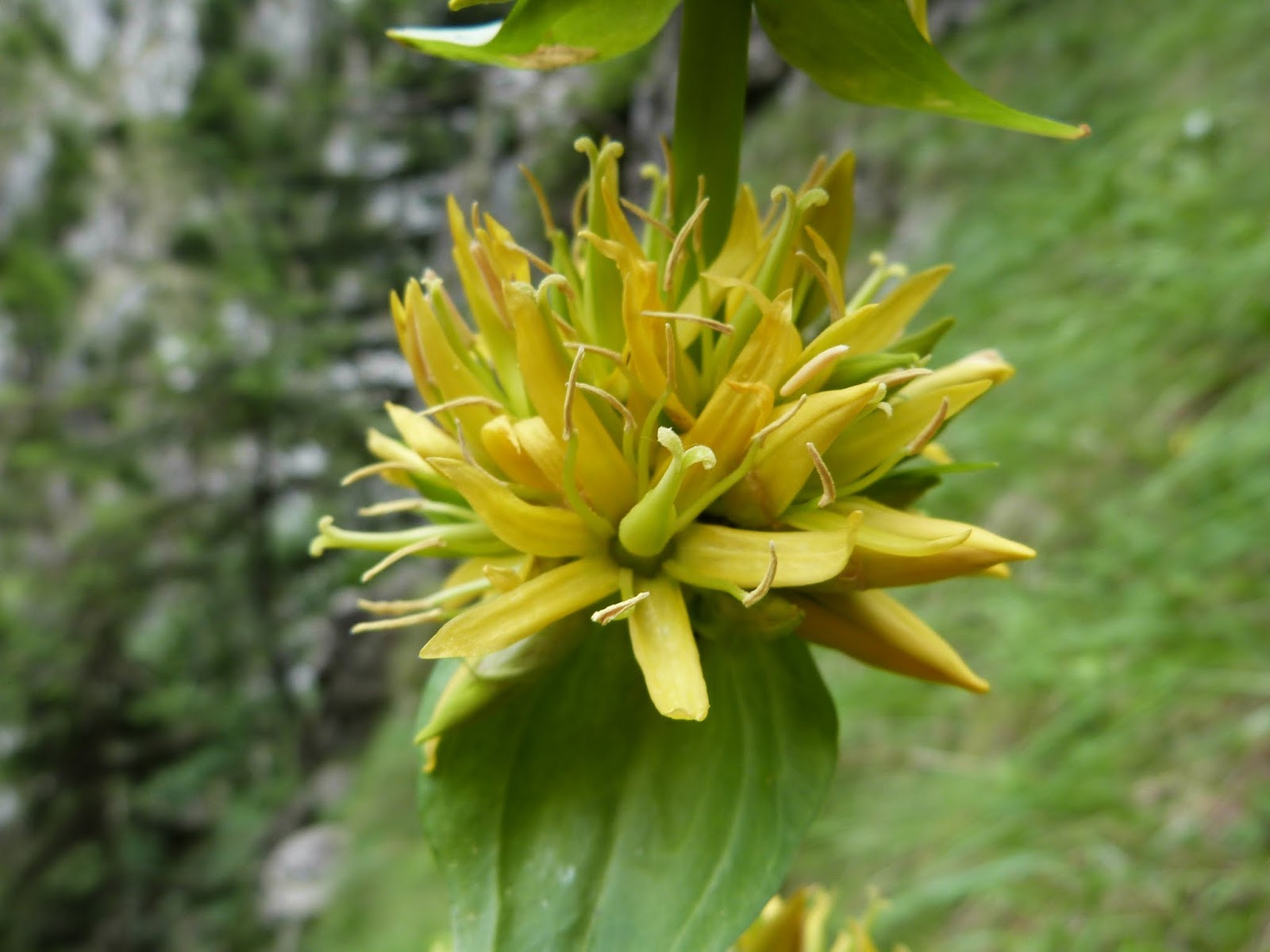 Frumusetile naturii: Ghinţură galbenă (Gentiana lutea)