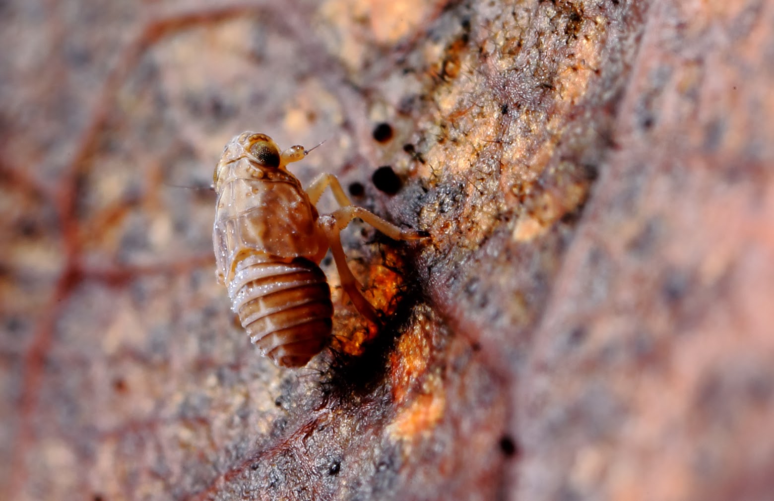 JJ's Photographic nature blog: Flapjack bugs me...