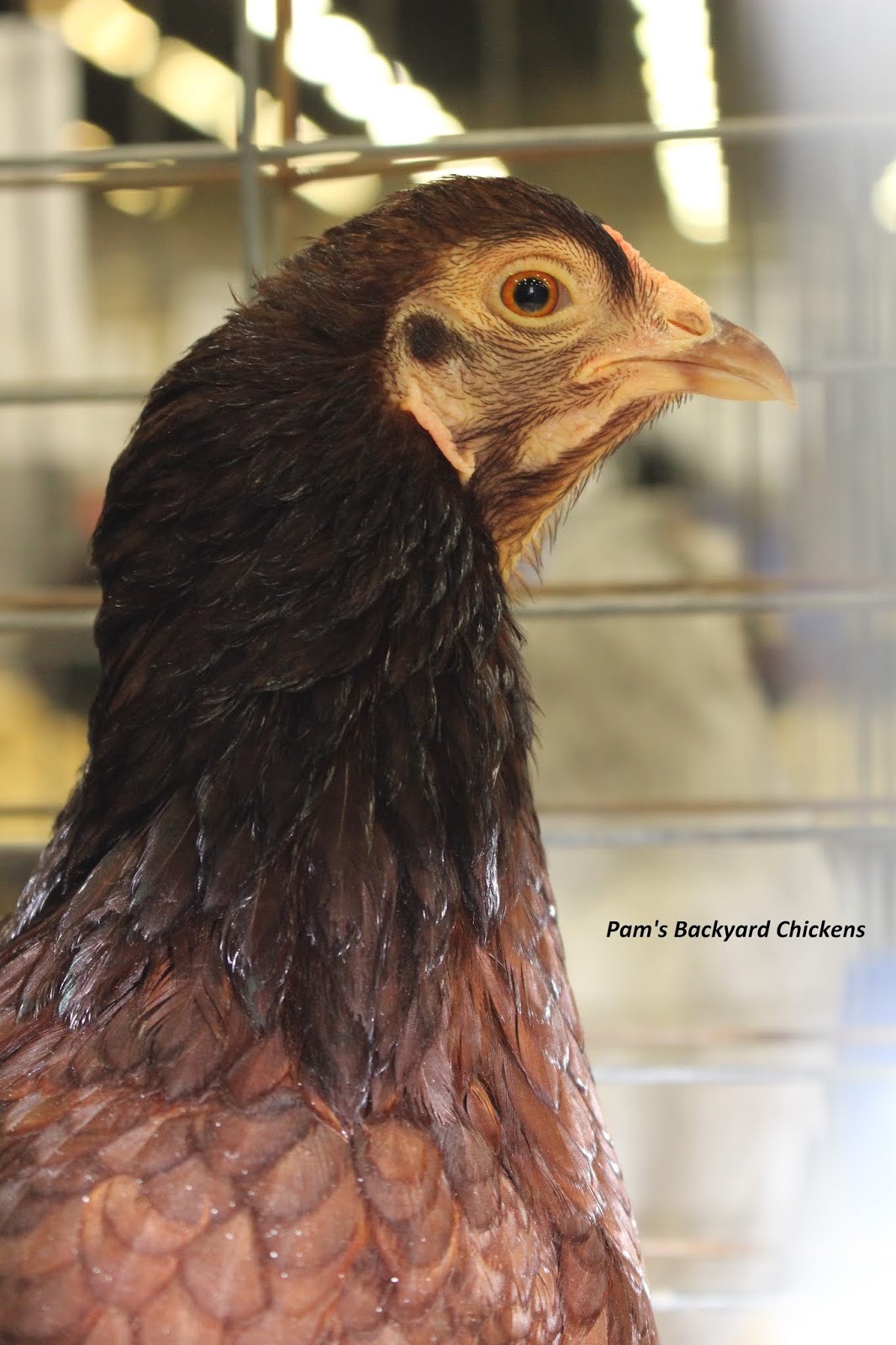 Pam's Backyard Chickens: Chicken Breeds Made in America