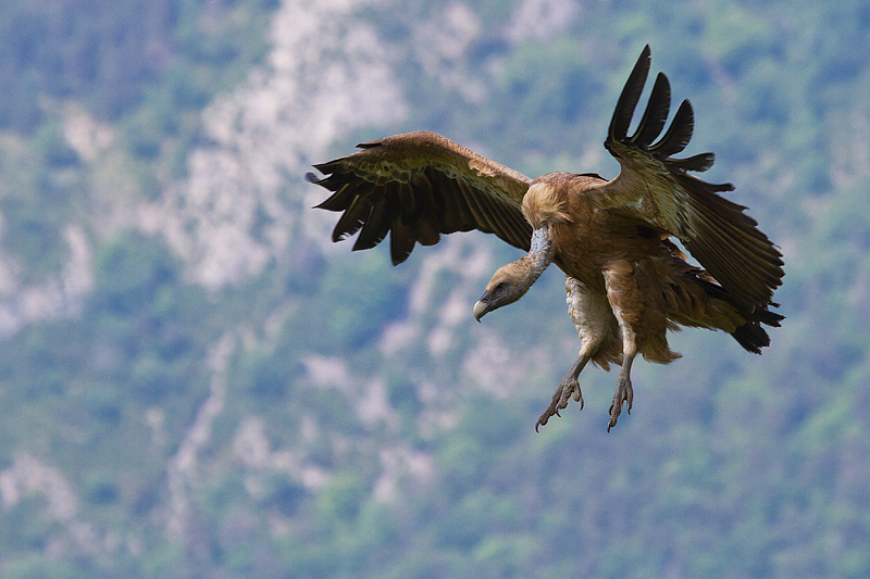 Jaime Solanas FOTOGRAFIA DE NATURALEZA: BUITRES EN VUELO