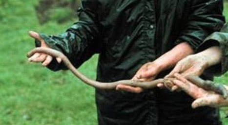 Giant Earthworm 3 Meters