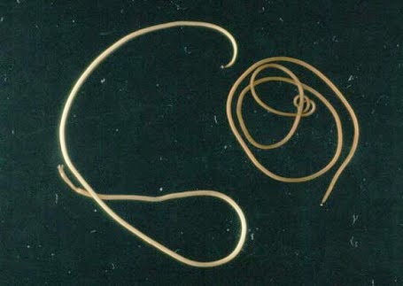 Ricardo Amoros Aguirre : PHYLUM NEMATOMORPHA