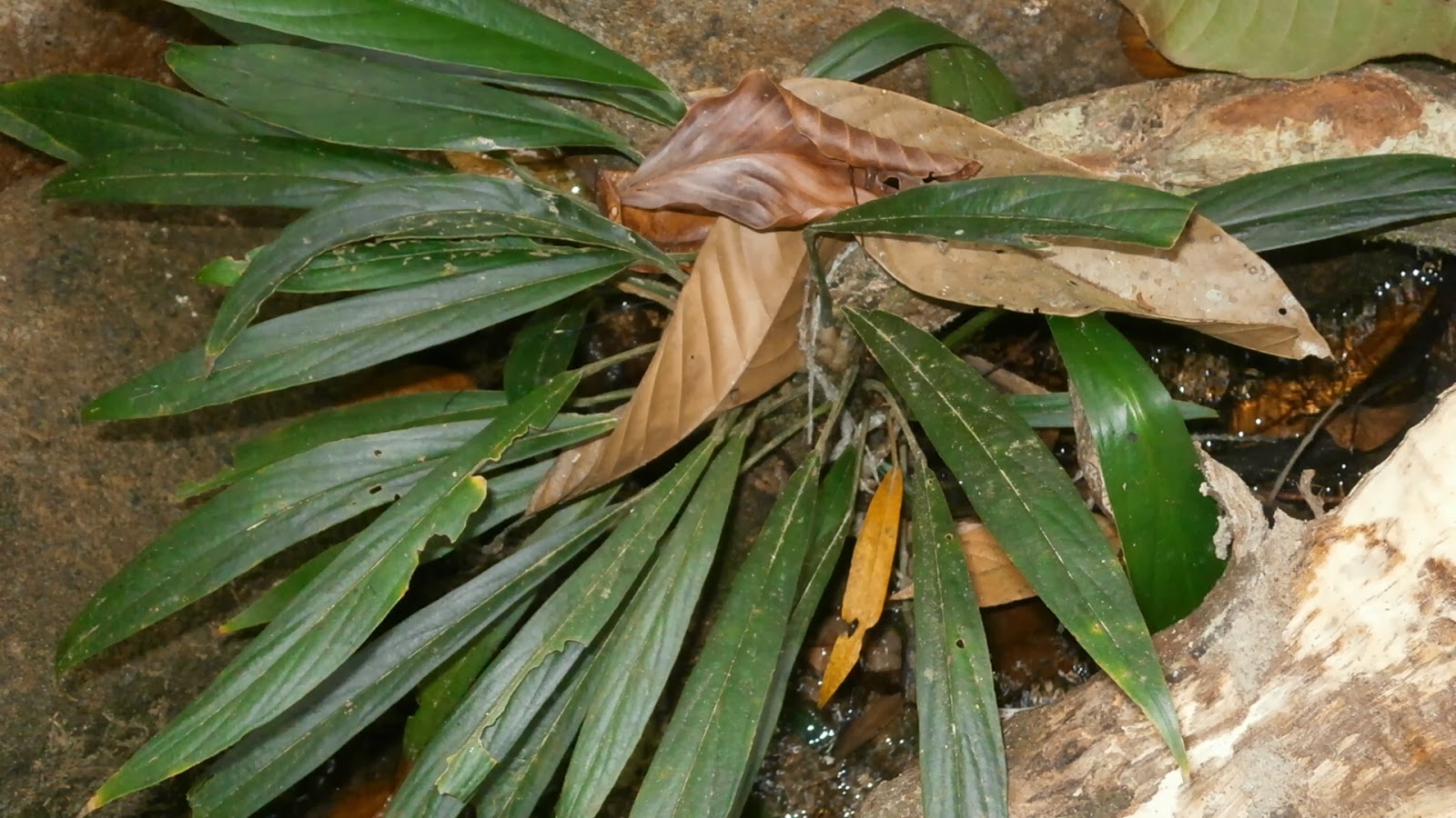 It's All About Aquascaping!