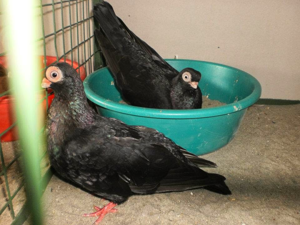 Fancy Pigeon Breeds: Vienna short faced tumbler