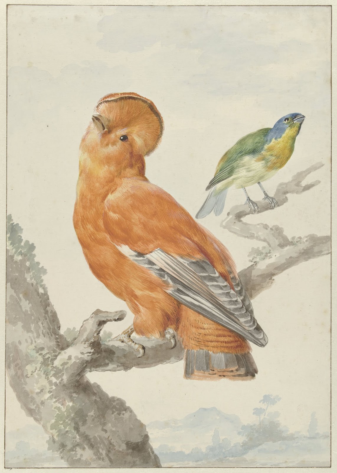 Aert Schouman: Two exotic birds (1762)