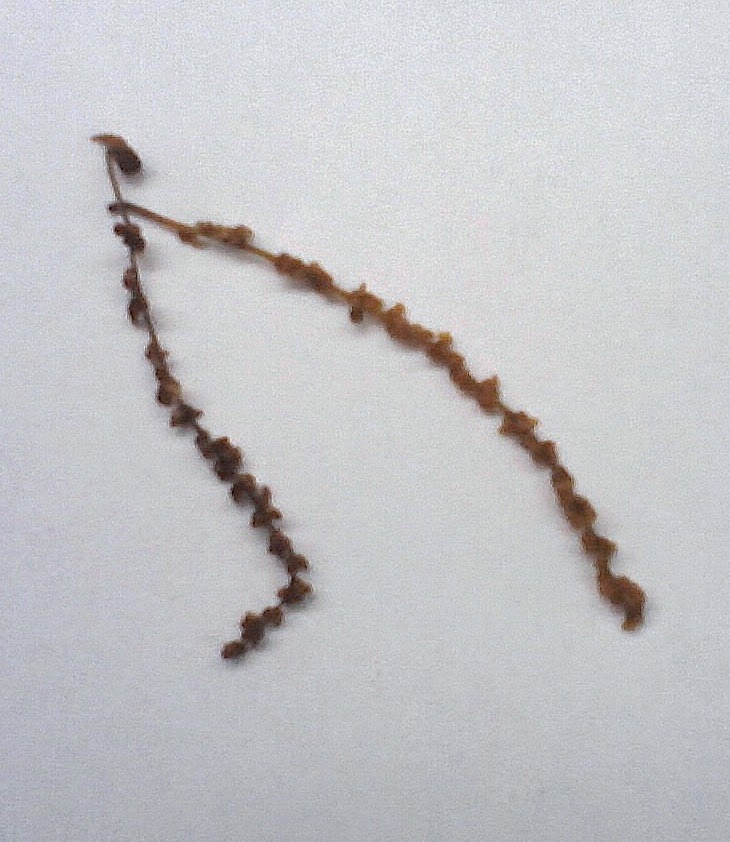 Don's New Stuff: Invasion of the Pollen Worms