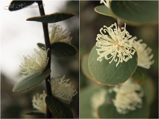 Life Images by Jill: Hopetoun & Fitzgerald River National Park, Western ...