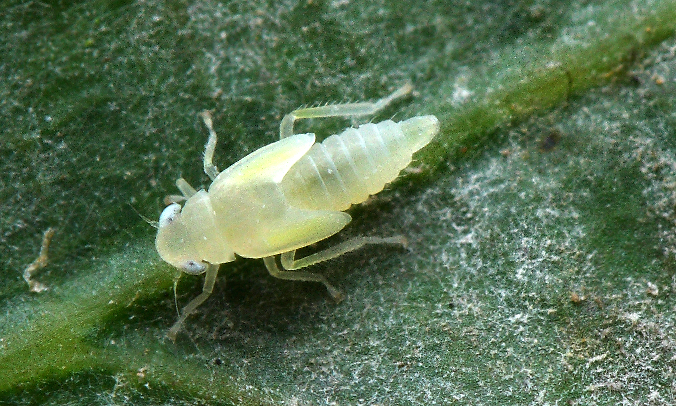 JJ's Photographic nature blog: Hopping mad down in Kent...