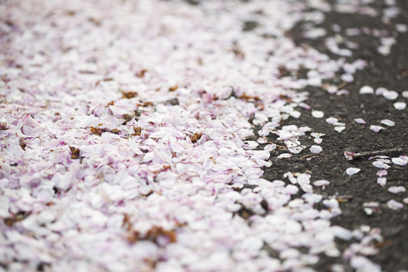 Naomi Stevens Elliott: The Sakura of Yokota Air Base