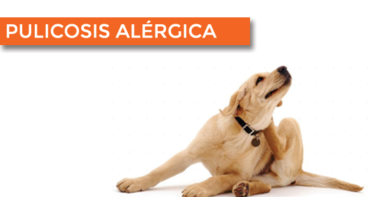 HABLEMOS DE BICHOS: PULICOSIS ALÉRGICA