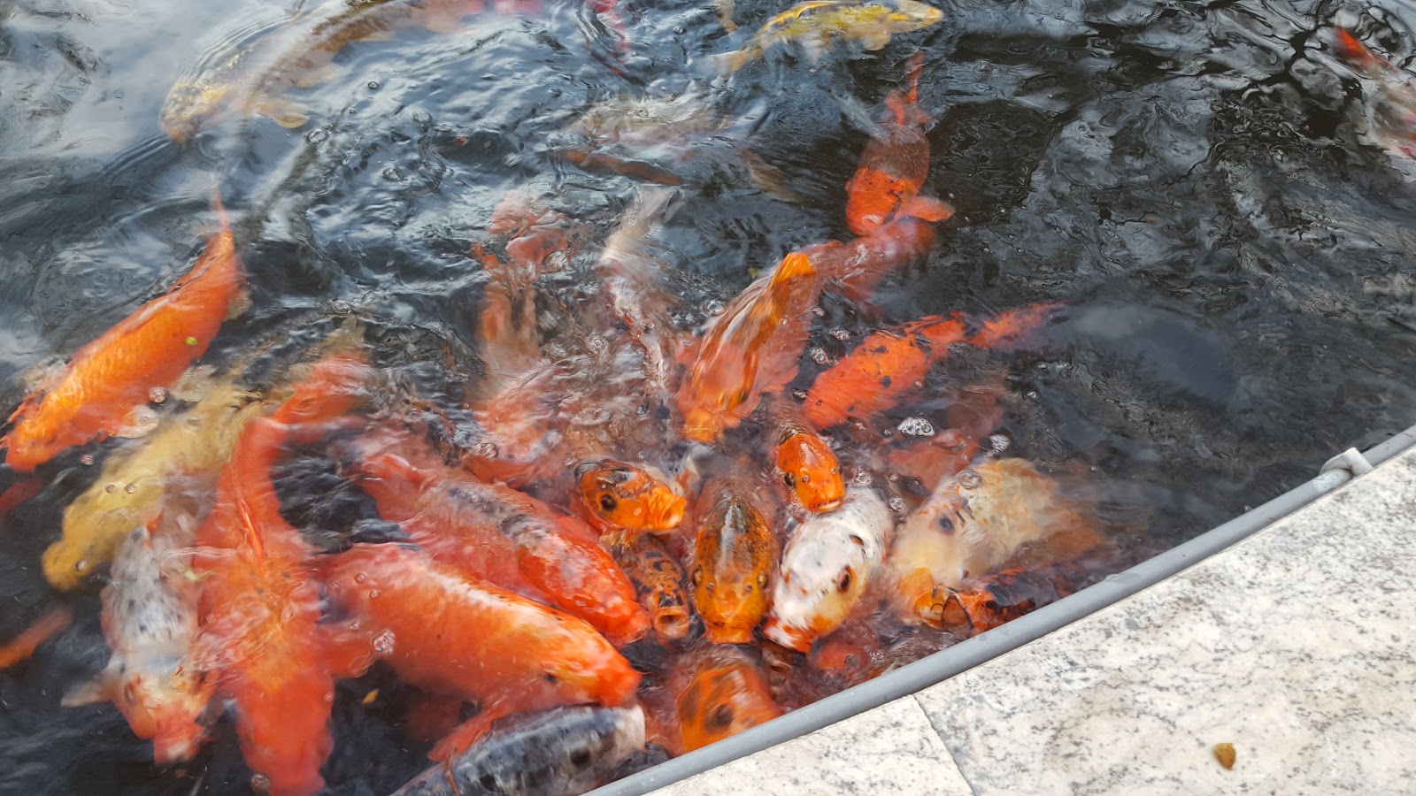 (Almost) Wordless Wednesday - hungry fish & a turtle... |Keeping it Real