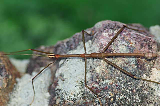 Weird Looking Insects in Panama: Walking Stick Bug