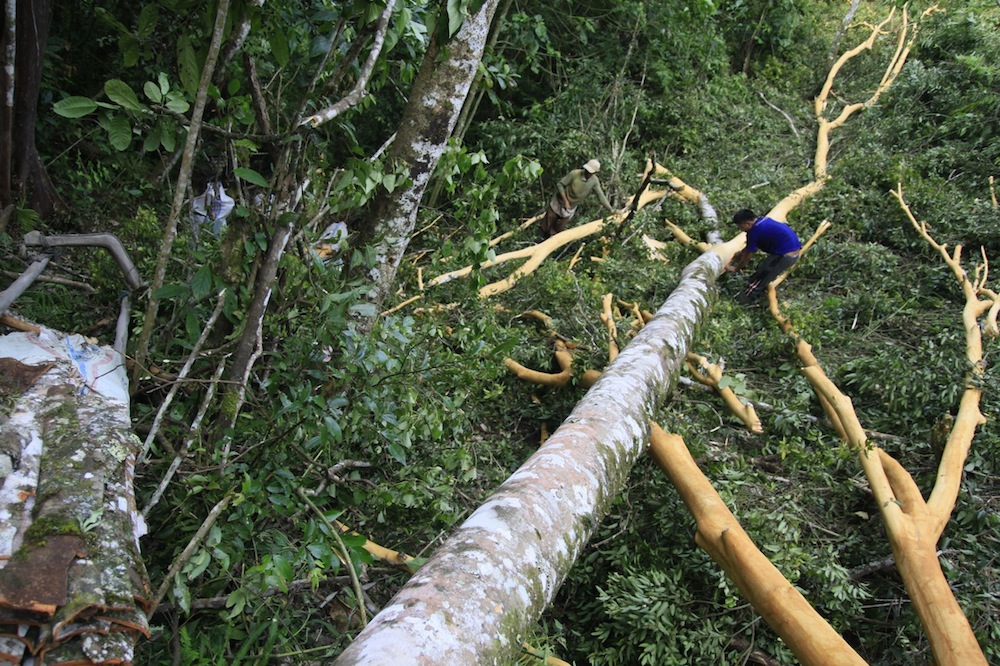 16+ Keningar Atau Kayu Manis Pics – PNG Image Download